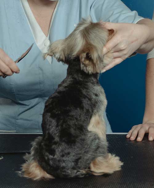 Dog Grooming Services - Wag On
